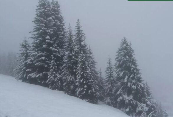 Le sapin : roi des forêts 5 000 hectares y sont consacrés en France ...