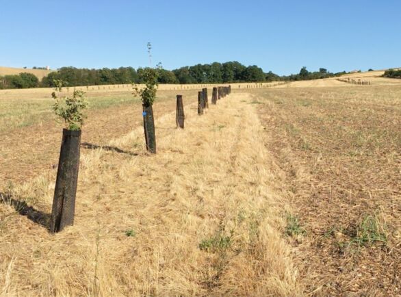 Pas de BCAE 7 et les BCAE 8 allégées pour la campagne 2023 - Pleinchamp