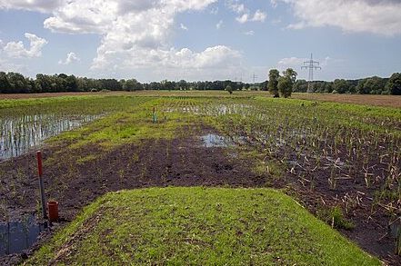 La paludiculture est une forme d'agriculture pratiquée sur des terres ...