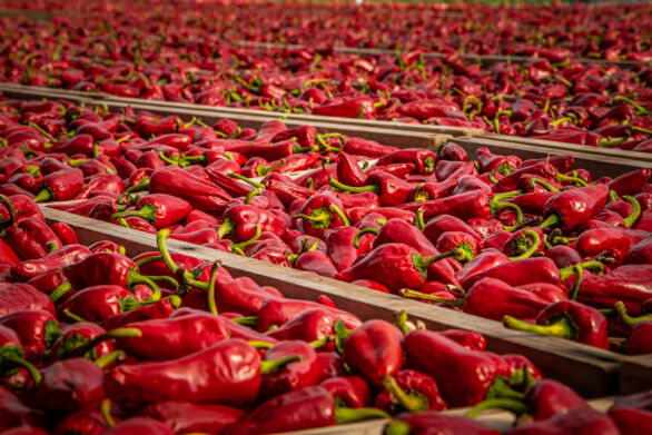 [Podcast] Tout savoir sur le piment ! - Pleinchamp