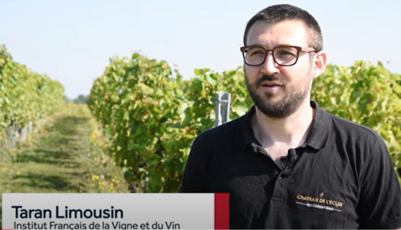 [Vidéo] Adaptation des pratiques viticoles face au changement ...