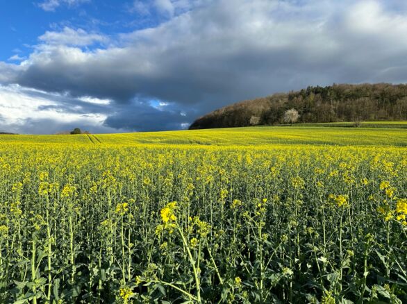 Un plan triennal à 106M€ pour projeter les oléoprotéagineux à 2030 ...