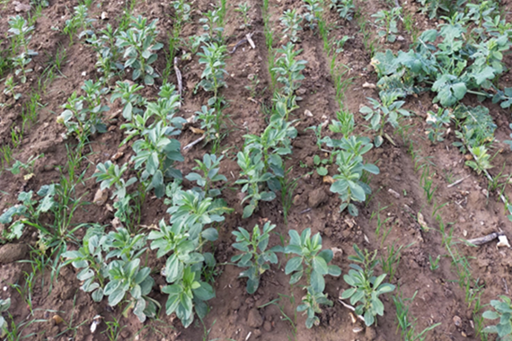 ICIBA : Intérêts des Cultures Innovantes de Blé associé, un projet ...