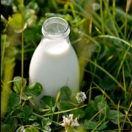 [Best of de l'été] Les articles bio les plus lus spécial lait bio ...