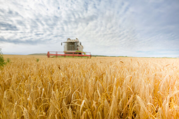 Moisson 2021 : la moitié des blés récoltés - Pleinchamp