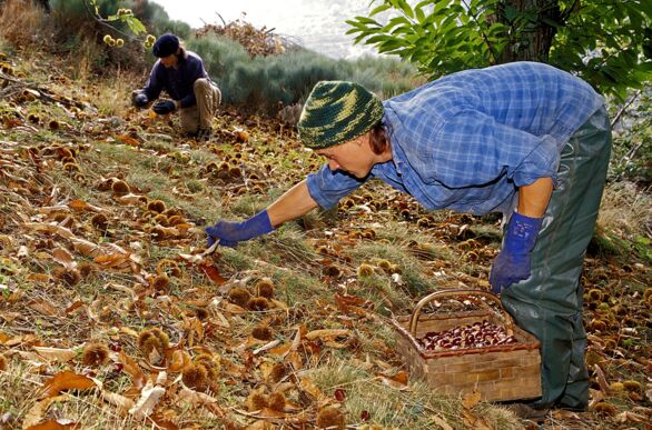 Châtaigne : l’Ardèche doit développer sa production - Pleinchamp