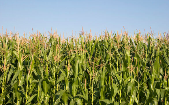 Maïs : le "crop rating" se dégrade en France - Pleinchamp