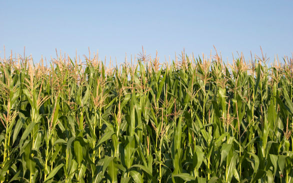 Maïs : le "crop rating" se dégrade en France - Pleinchamp