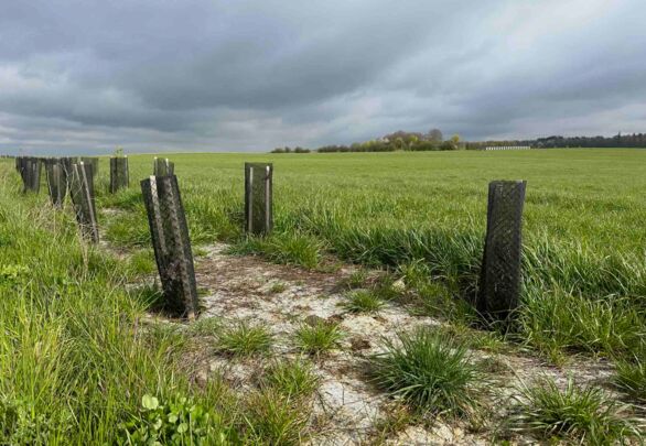 Pac 2025 : ce qui change pour le bonus haies, certaines BCAE, l’aide ...