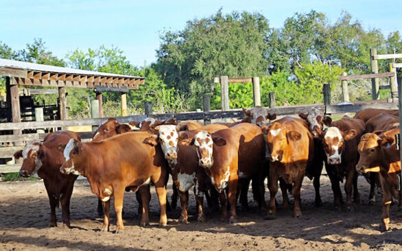 Accord UE-USA sur les exportations de boeuf américain - Pleinchamp