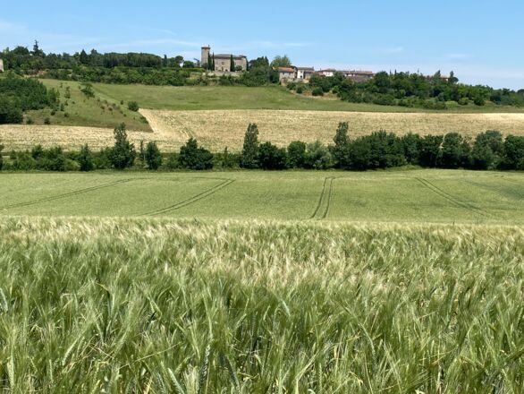 Sur la durée, le blé dur fait mieux que le blé tendre - Pleinchamp Sur la durée, le blé dur fait mieux que le blé tendre - Pleinchamp