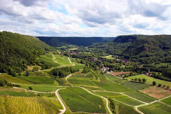 Quel prix des vignes par bassins viticoles et AOP en 2021 ? Retrouvez ...