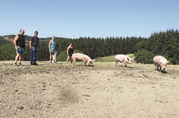 Tout est bon dans le porc fermier Label Rouge - Pleinchamp