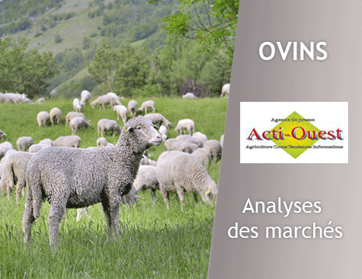 Ovins – Les agneaux laitons sont bien valorisés. - Pleinchamp