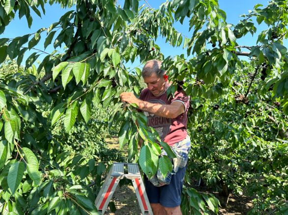 Cerise : la production en hausse de 10%, les prix stables - Pleinchamp