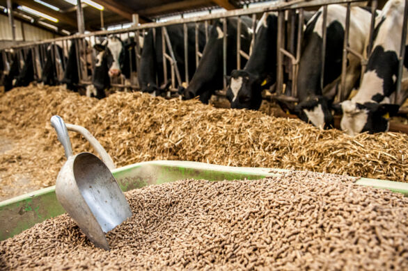 Appréhender les besoins protéiques des ruminants - Pleinchamp