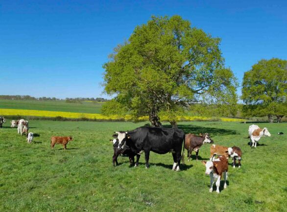 Valov’Bio ou comment valoriser en AB tous les bovins nés et élevés en ...