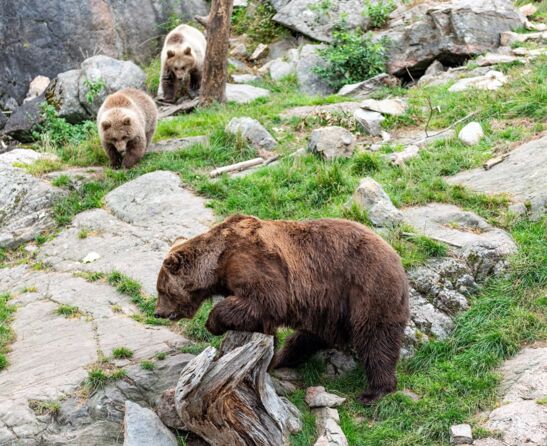 Ours brun : vers une population de 350 spécimens à horizon 2050 ...