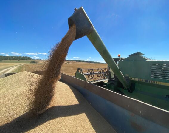 Le blé de la mer Noire est la « clé de l'équilibre du marché » selon ...