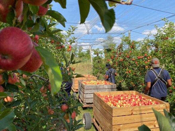 Interview de Valentin Abit, donateur de pommes et de fraises en Ile-de ...