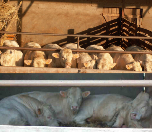 Maladies respiratoires des bovins : la « boîte à outils » GDS Creuse pour vous aider - Pleinchamp