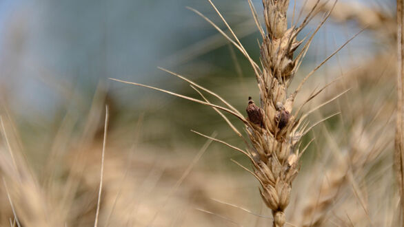 [Vidéo] Comment gérer l'ergot en grandes cultures ? - Pleinchamp
