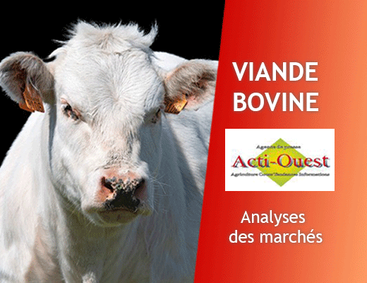 Bovins viande – Les jeunes bovins progressent de nouveaux - Pleinchamp