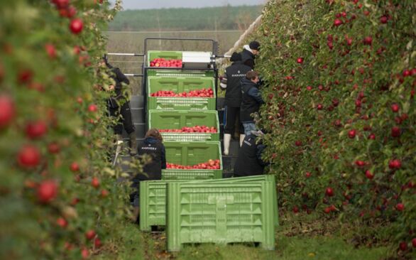 Le verger pommes poires en quête de neutralité carbone - Pleinchamp