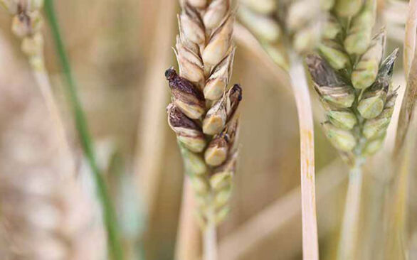 ARVALIS lance un plan d’action national sur l’ergot - Pleinchamp