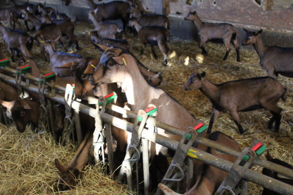 Filière caprine : quel intérêt à tendre vers l'autonomie protéique ...