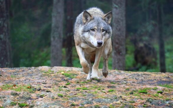 Création d'une fédération pour défendre le pastoralisme contre le loup ...
