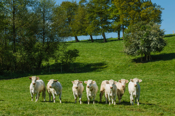 Elevage : produire plus et mieux - Pleinchamp